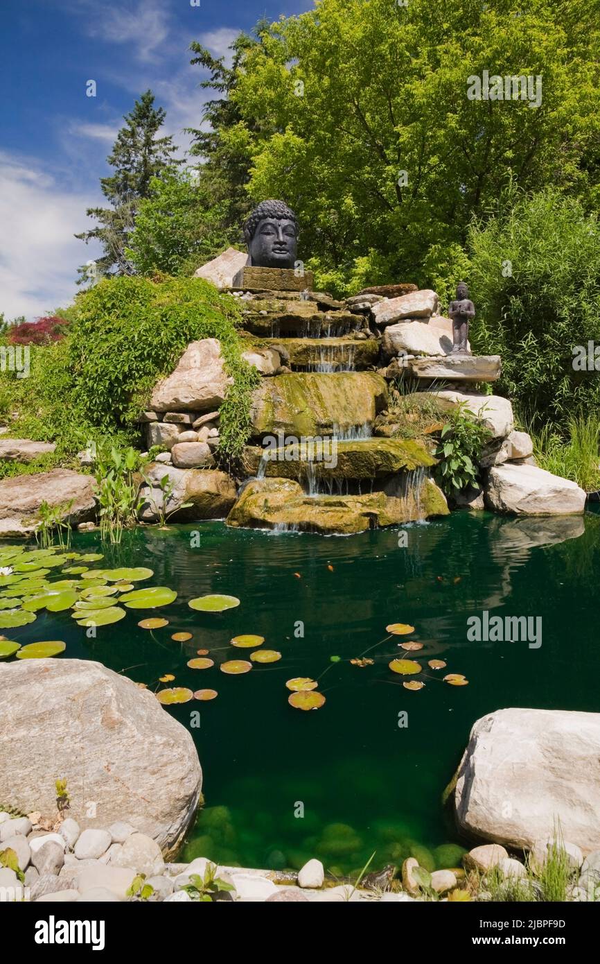 Pond with Nymphaea - Waterlilies and Buddha head sculpture on top of ...
