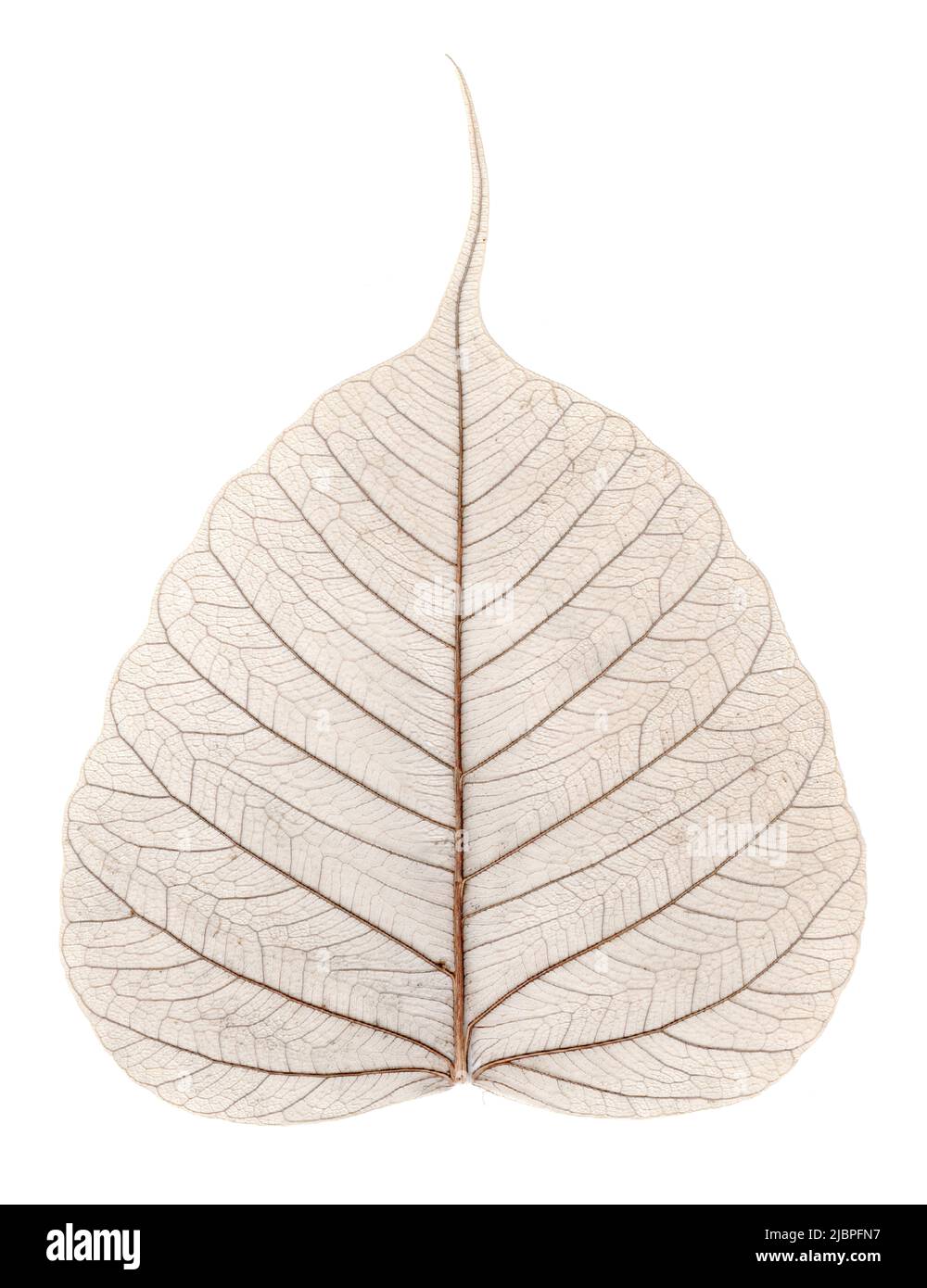 Skeletonized leaf of Ficus religiosa in pure white background Stock ...