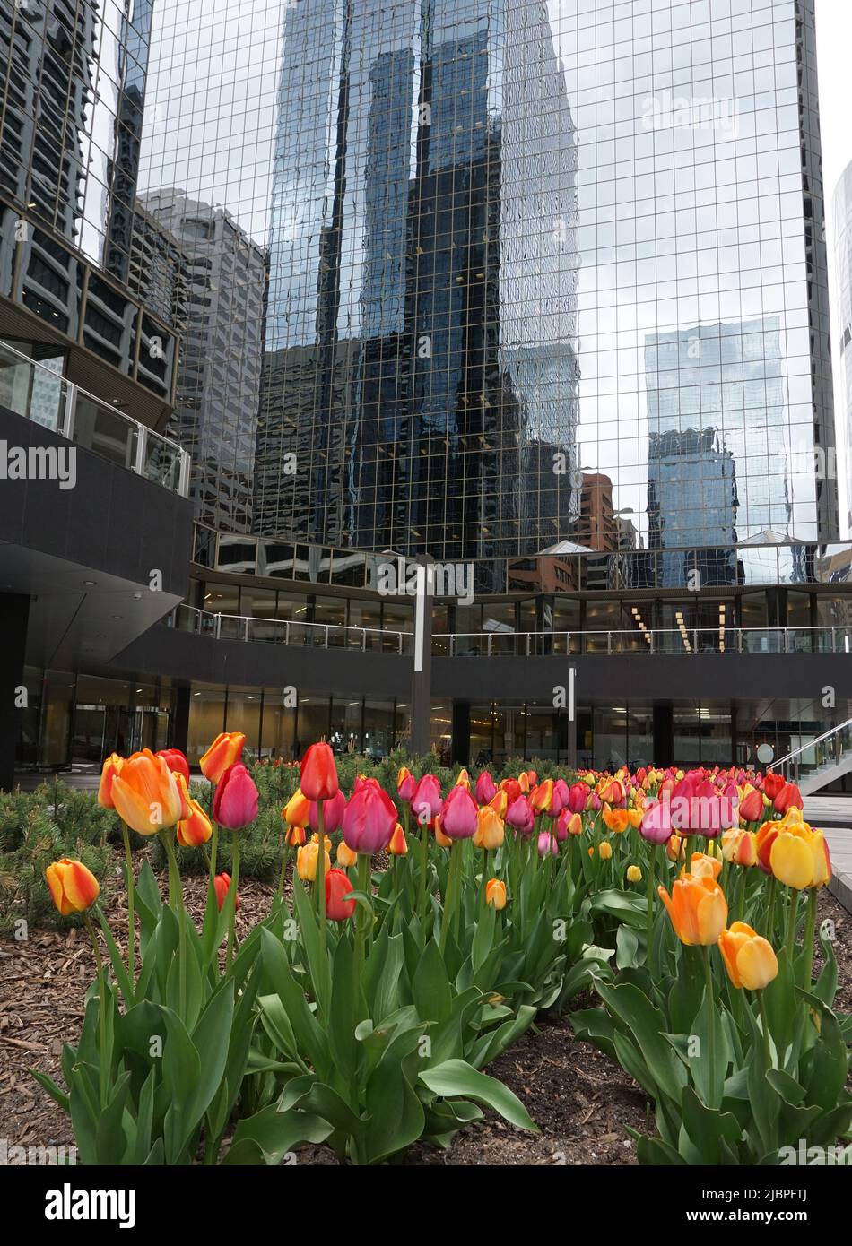 Office buildings, downtown Calgary, Alberta Stock Photo - Alamy