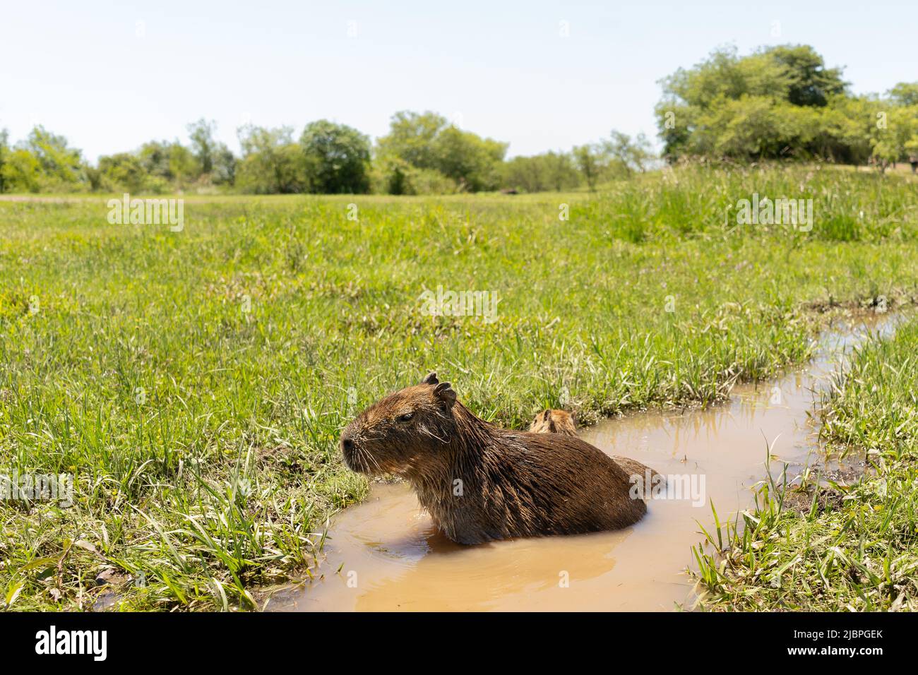 Capybara and its pup on a puddle in a wetland. Ibera National Park ...