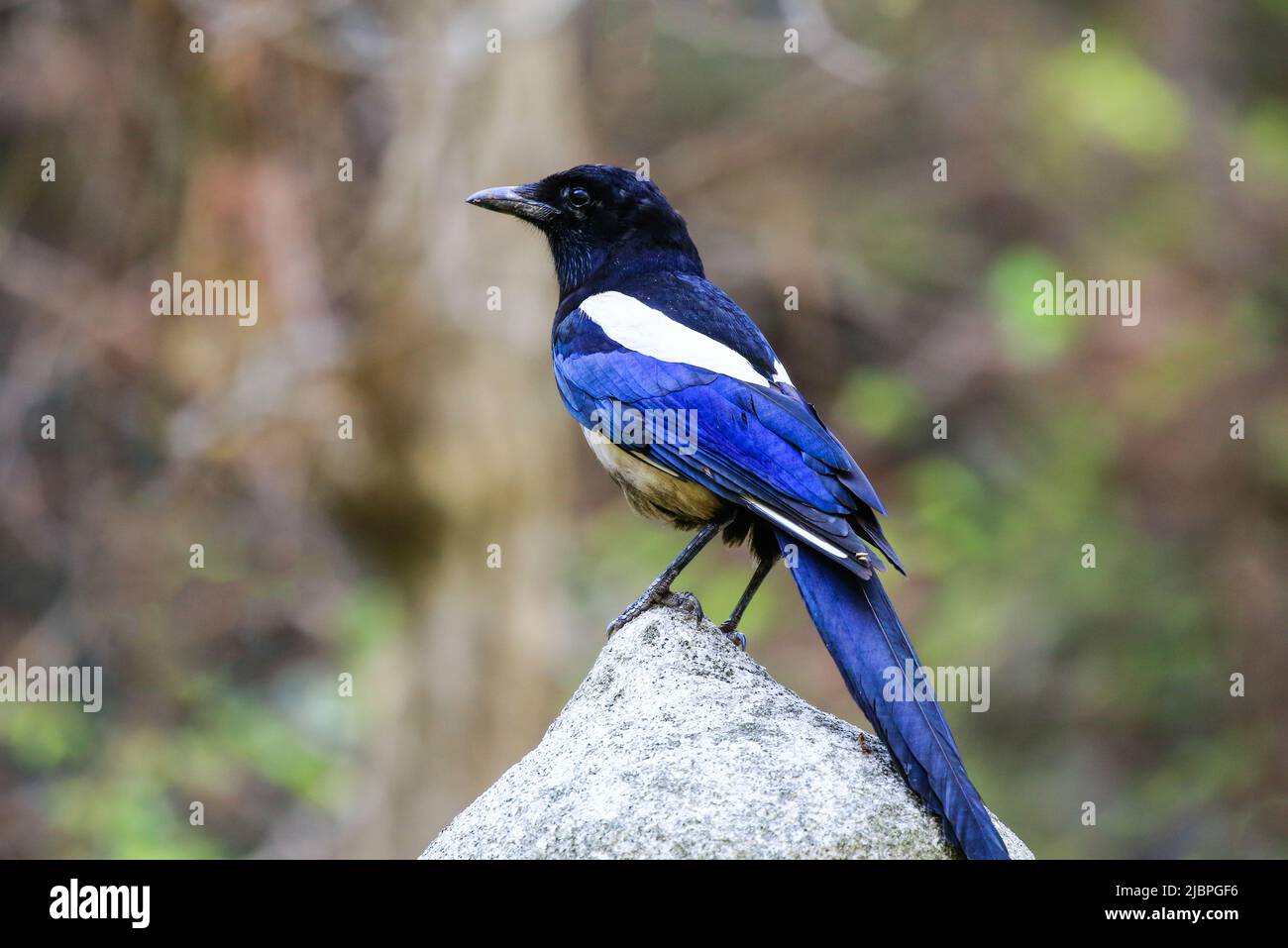 The auspicious one hi-res stock photography and images - Alamy