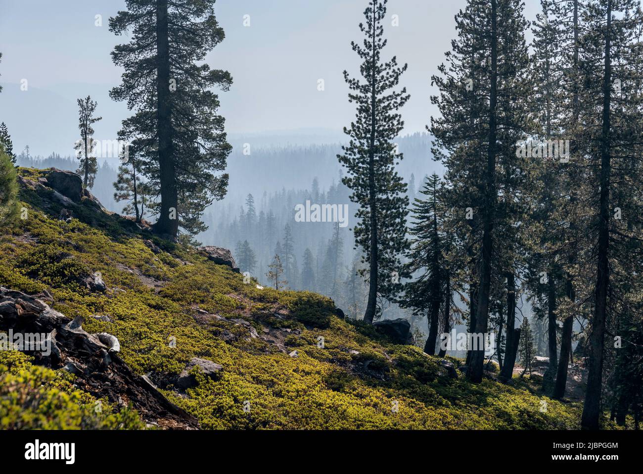 Landscape close up of a hillside next to a tree with distant mountain ...