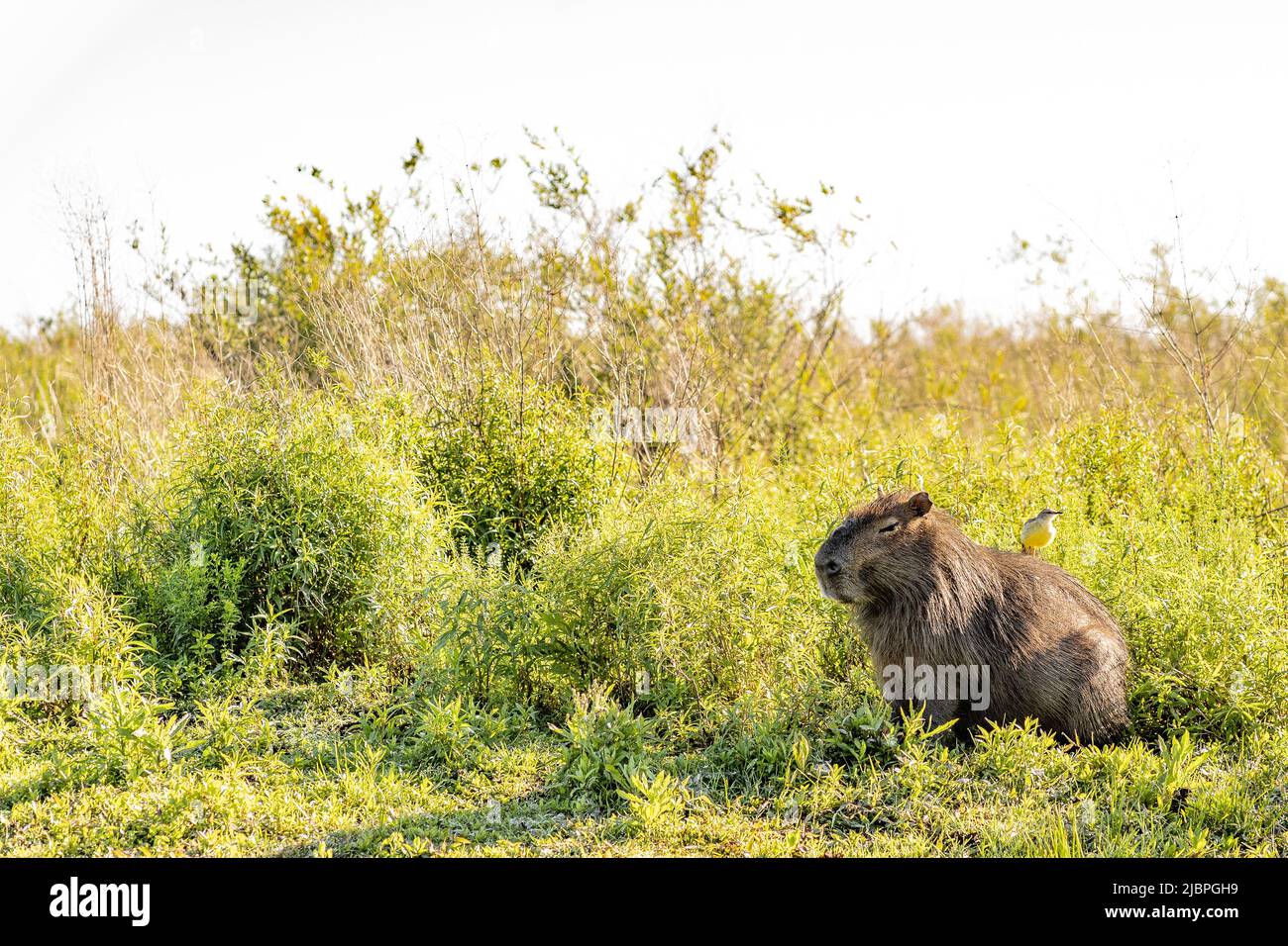Adult capybara sits on the grass with a bird on its back in Ibera ...