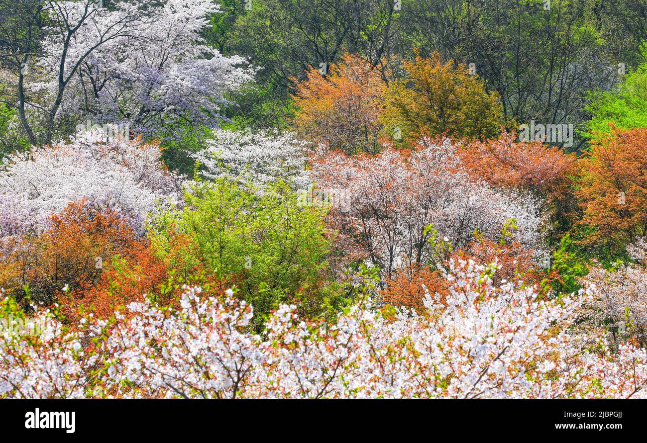 Cherry blossom forest mountain hi-res stock photography and images - Alamy