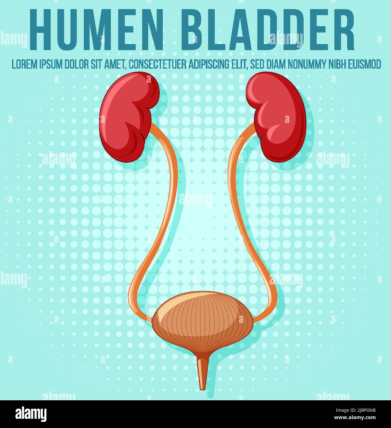 Human internal organ with kidneys and bladder illustration Stock Vector ...
