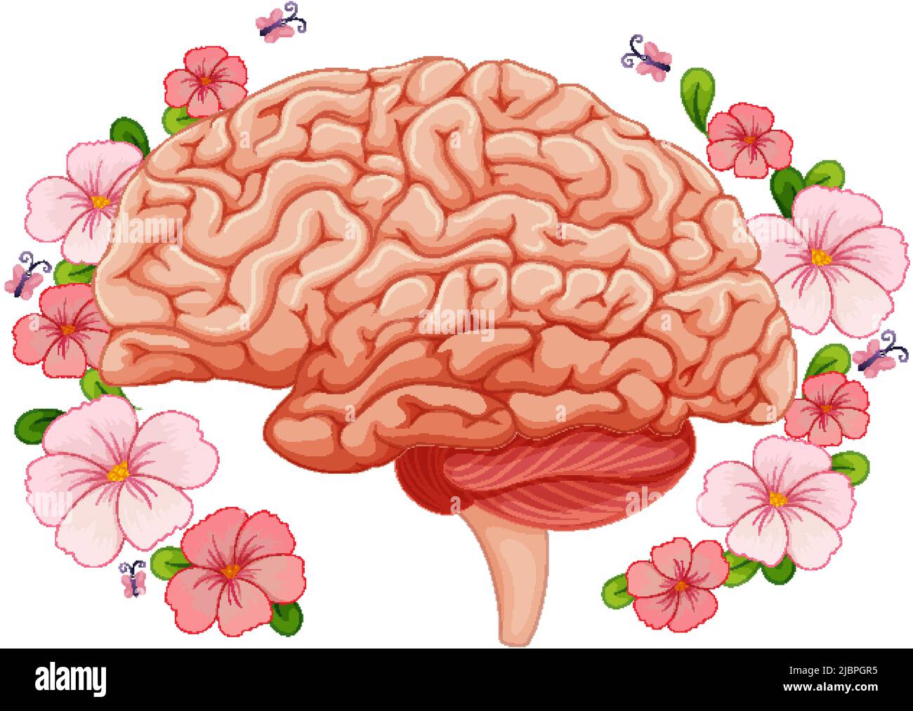 Human brain with pink flowers around illustration Stock Vector Image ...