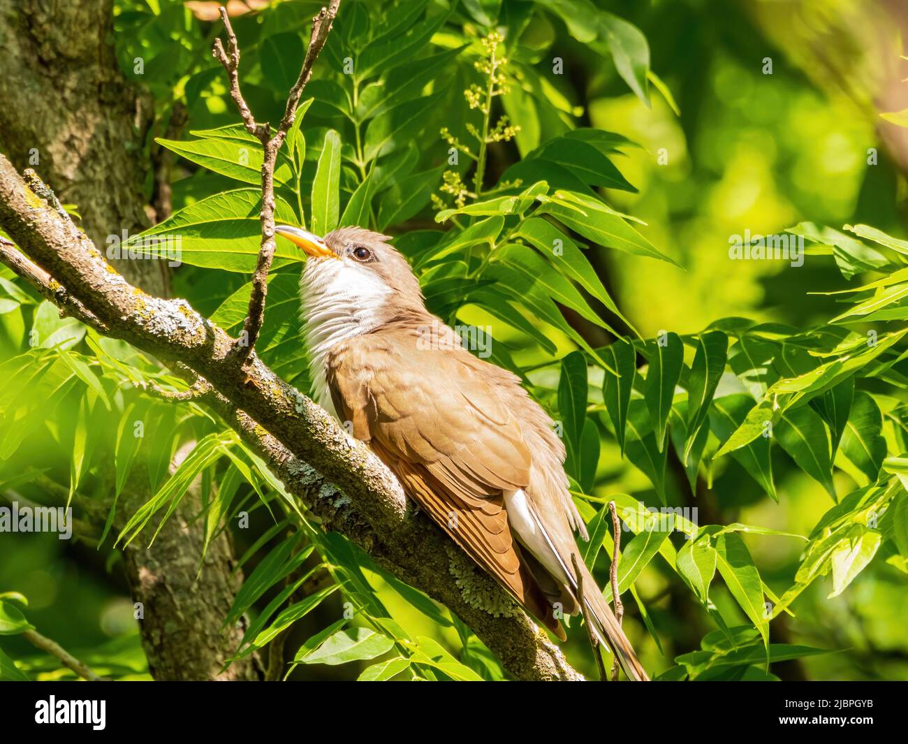 Yellow-billed cuckoo at Oklahoma Stock Photo - Alamy