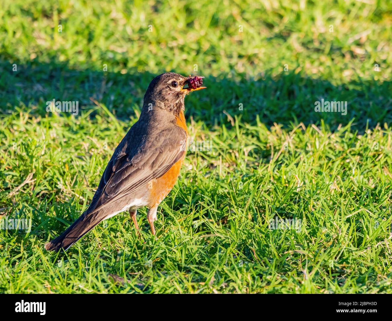 Robin up close in an urban park hi-res stock photography and images - Alamy