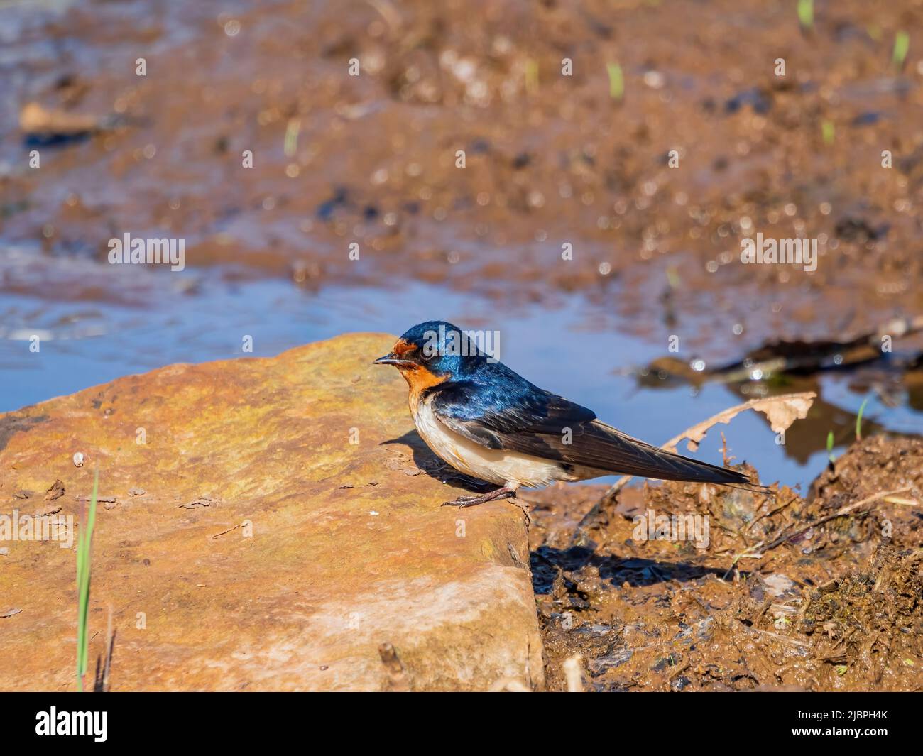 Swallow city hi-res stock photography and images - Alamy