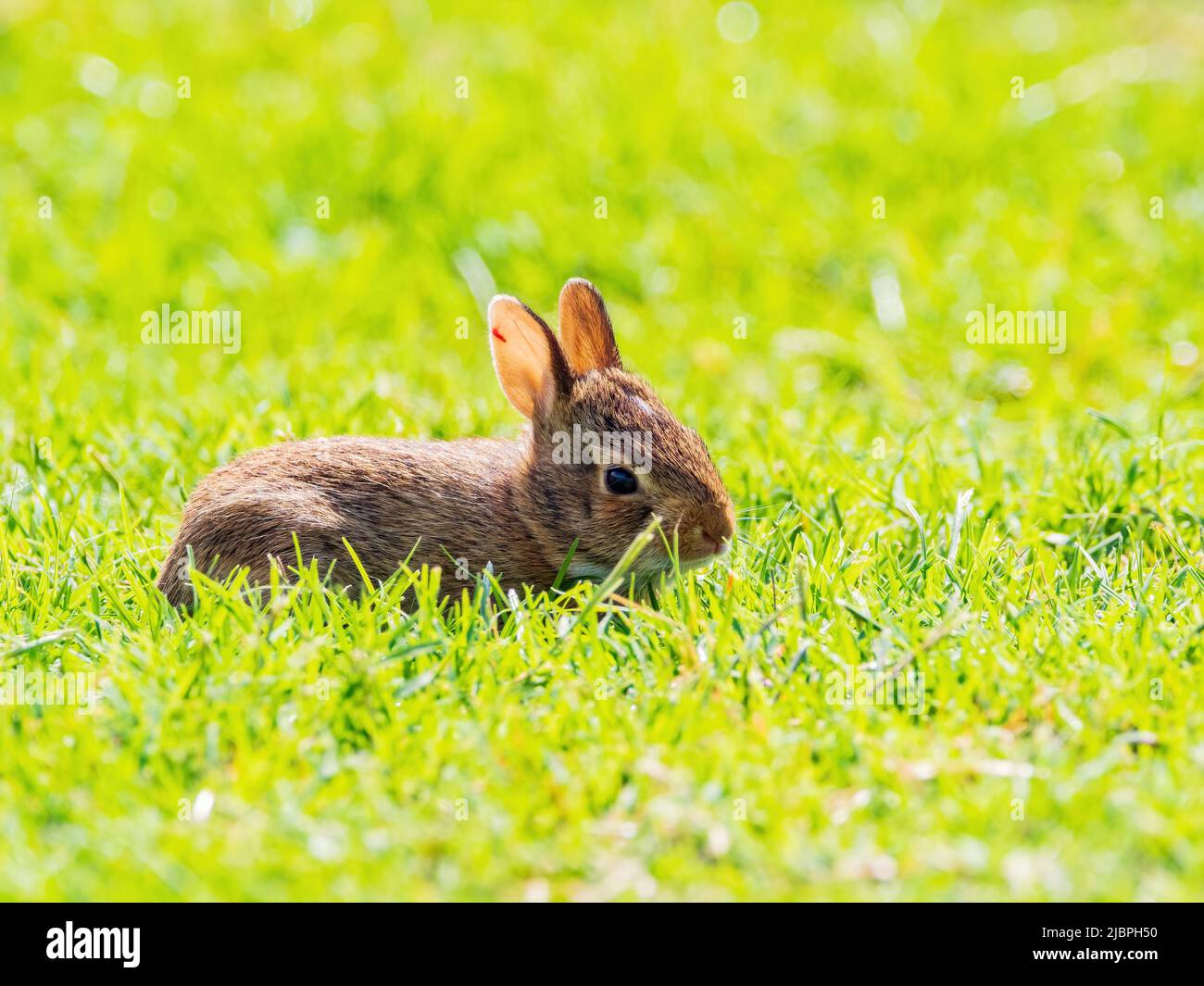Baby cottontail hi-res stock photography and images - Alamy