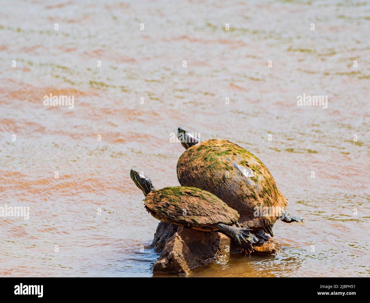 Close up shot of Red-eared slider at Oklahoma Stock Photo - Alamy