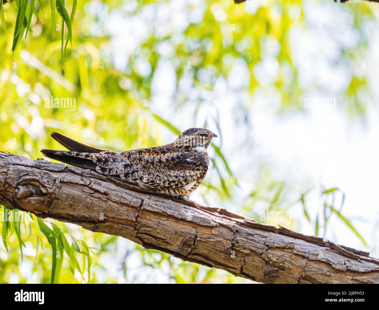 Nighthawk bird hi-res stock photography and images - Alamy