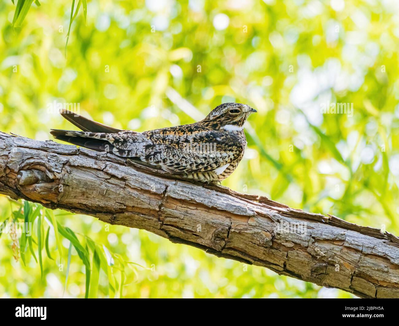 Common nighthawk hi-res stock photography and images - Alamy