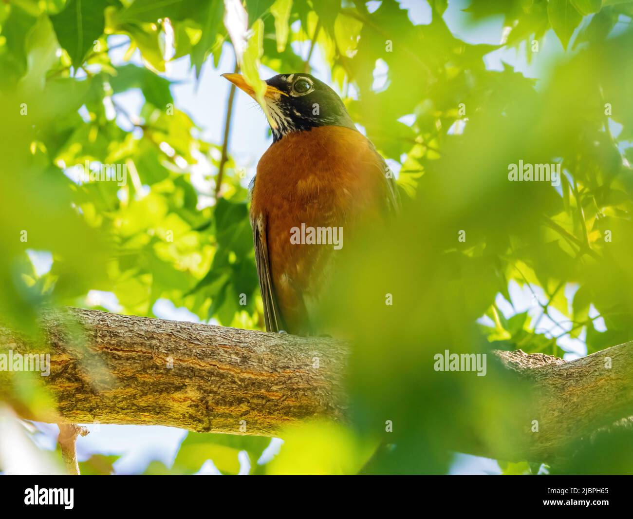 Robin hiding in tree hi-res stock photography and images - Alamy