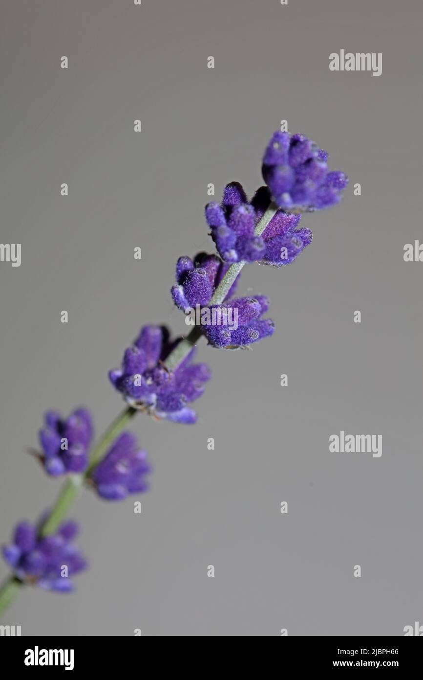 Flower blossom close up lavandula latifolia family lamiaceae botanical ...
