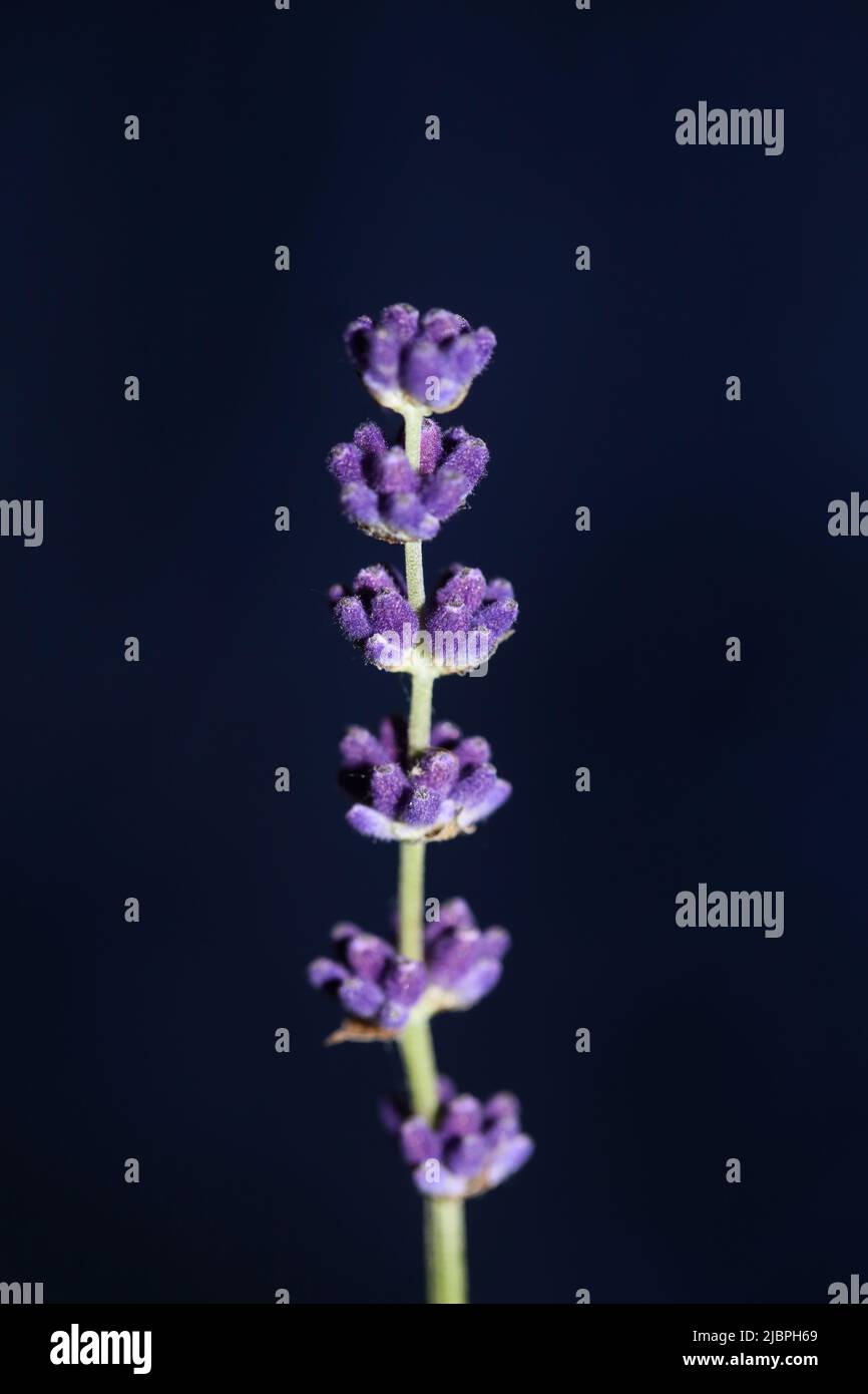 Flower blossom close up lavandula latifolia family lamiaceae botanical ...