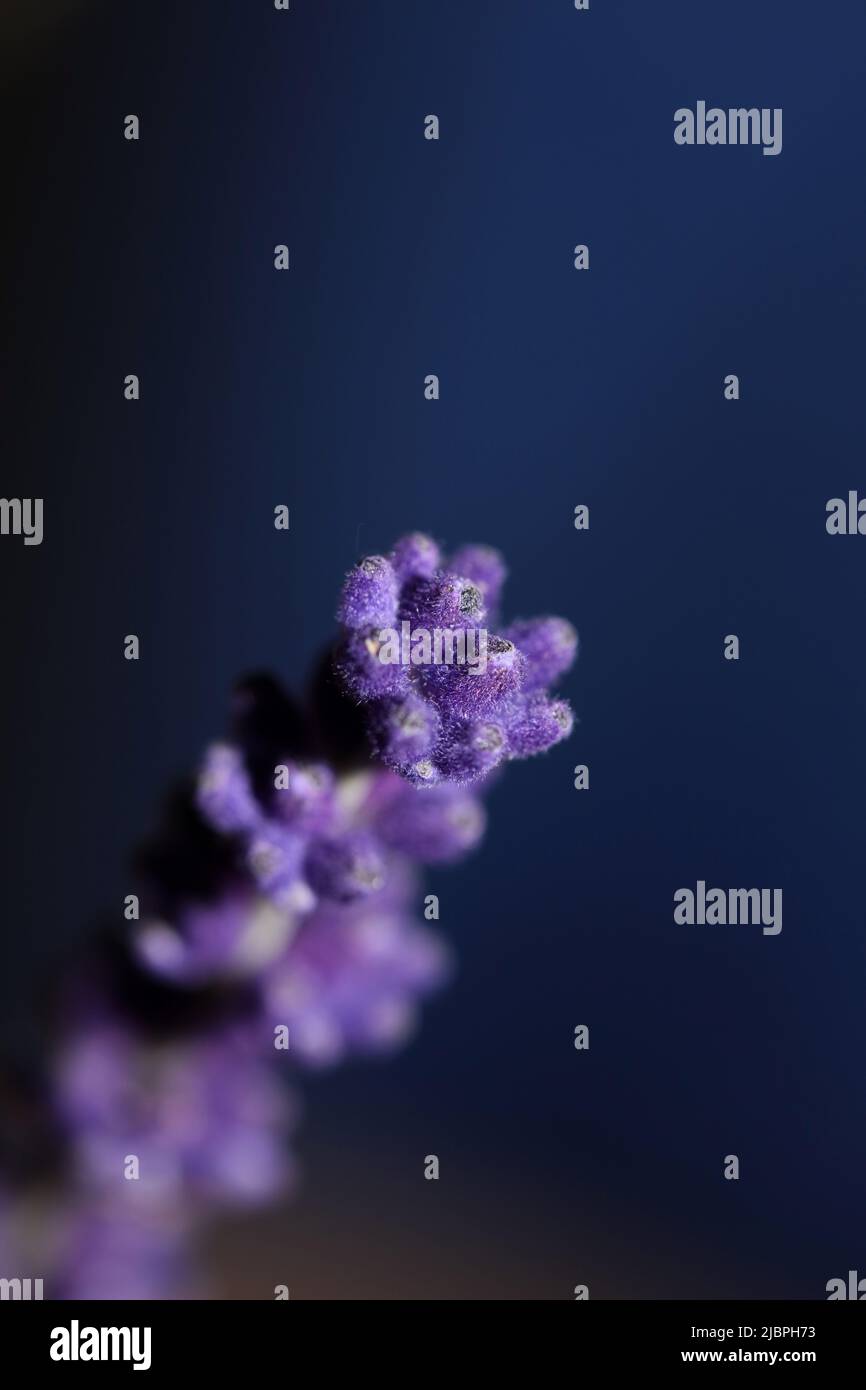 Flower blossom close up lavandula latifolia family lamiaceae botanical ...