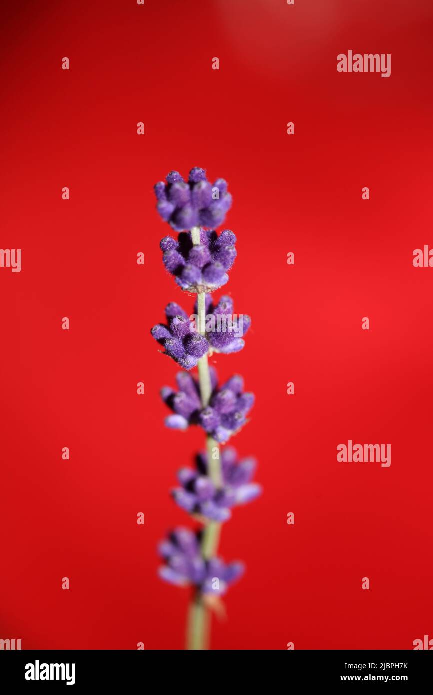 Flower blossom close up lavandula latifolia family lamiaceae botanical ...