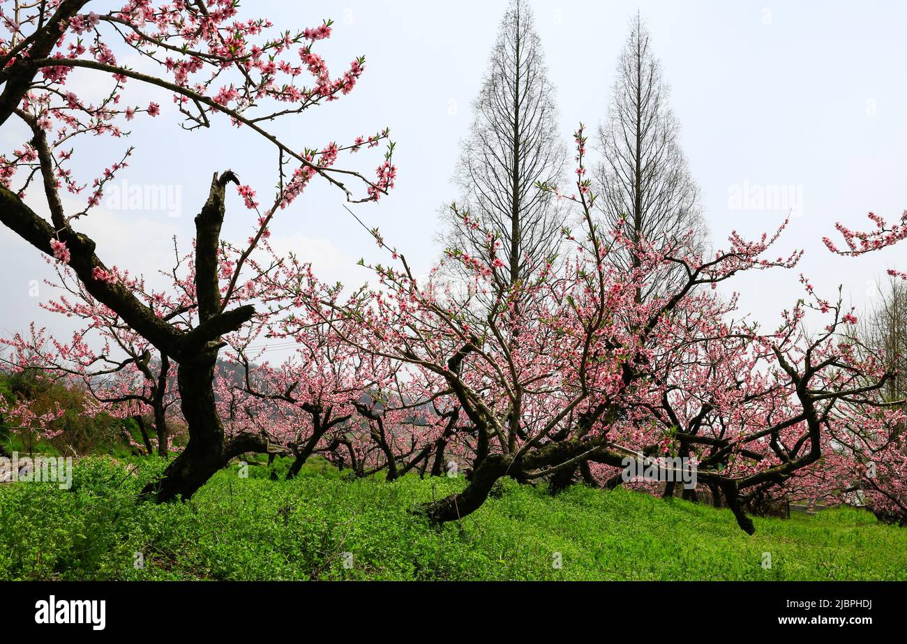 Peach orchard in full hi-res stock photography and images - Alamy
