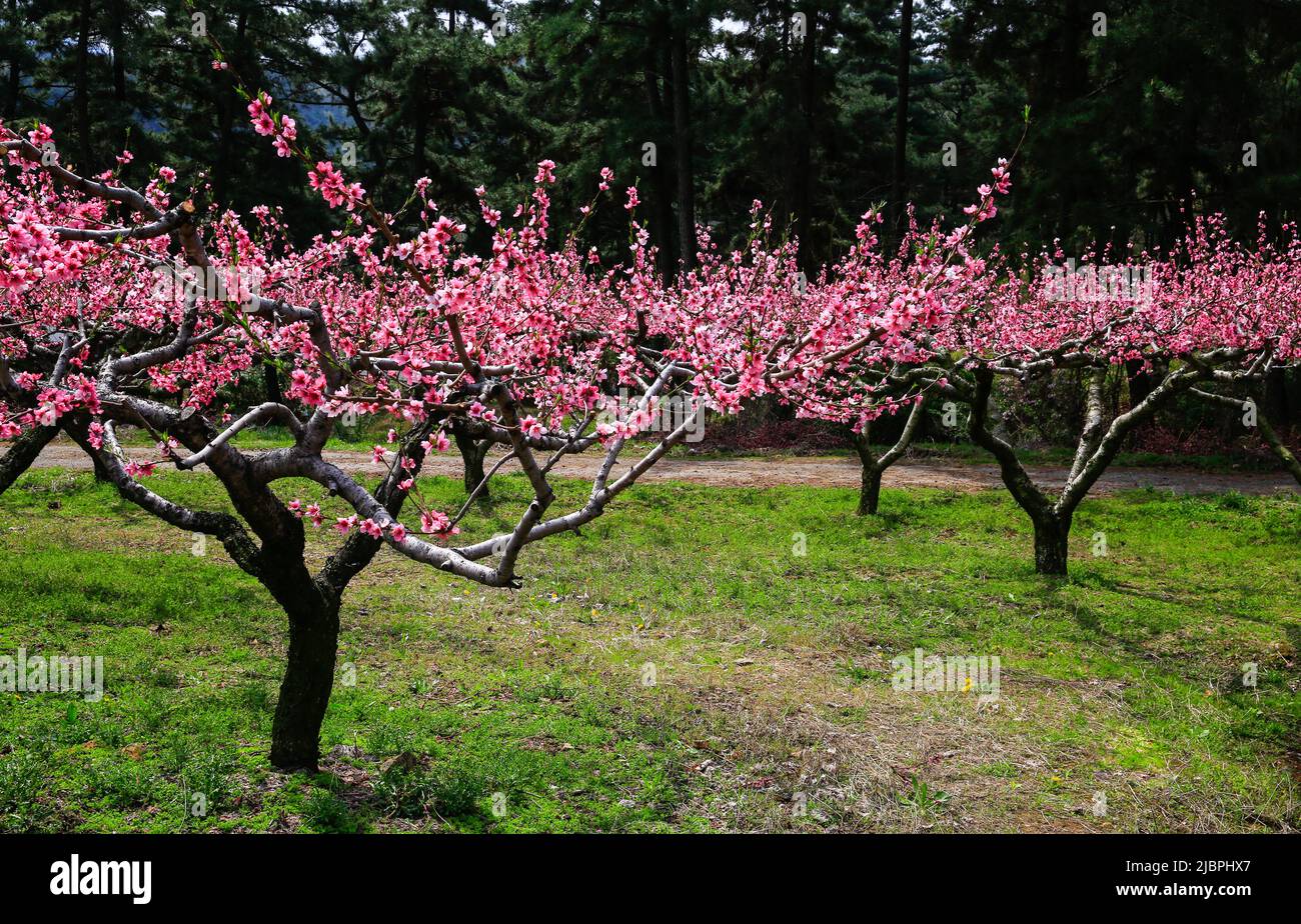 A peach orchard landscape with pink peach blossoms in full bloom Stock ...