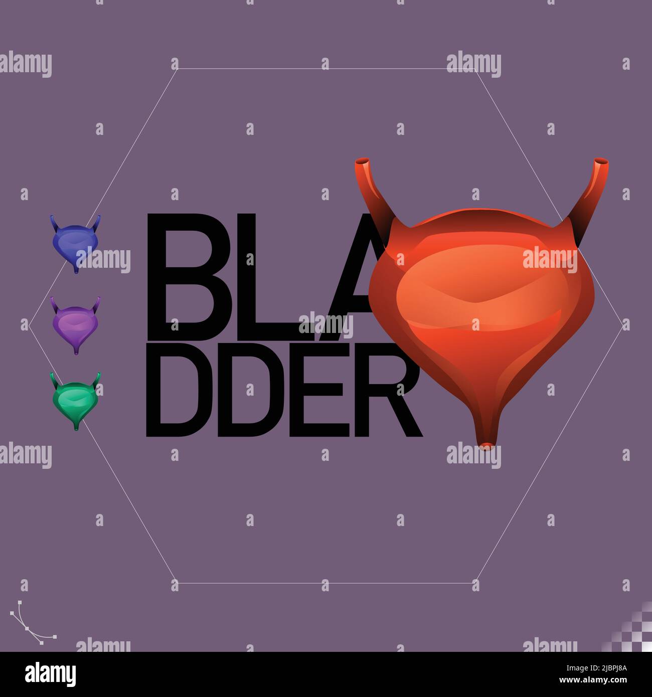 Modern beautiful stylized monotone human bladder organ symbols and ...