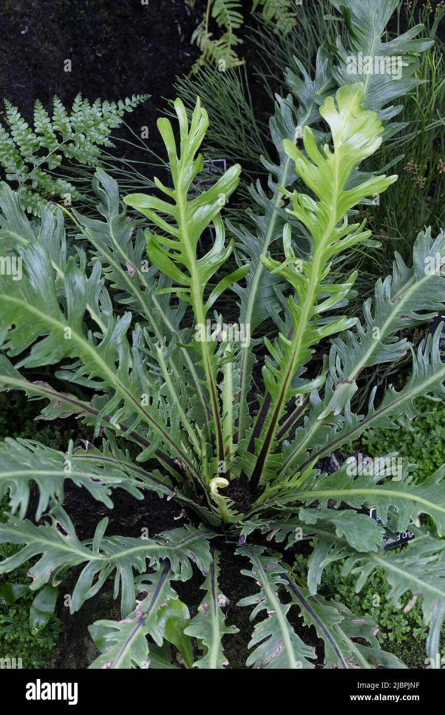 Asplenium nidus 'fimbriatum' - bird's nest fern Stock Photo - Alamy