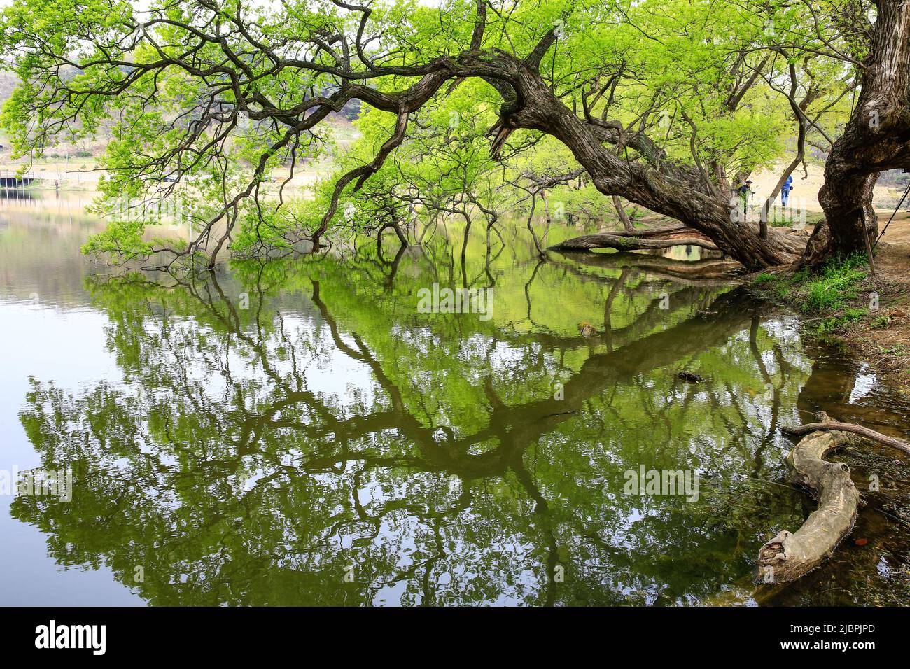 Willow trees reflected in the lake Stock Photo - Alamy