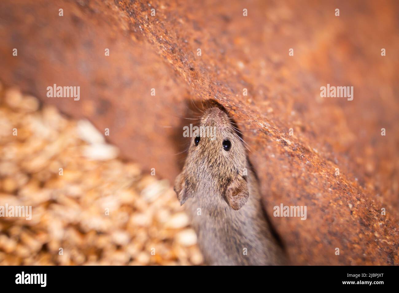 Small field mouse close-up in wheat storage Stock Photo - Alamy