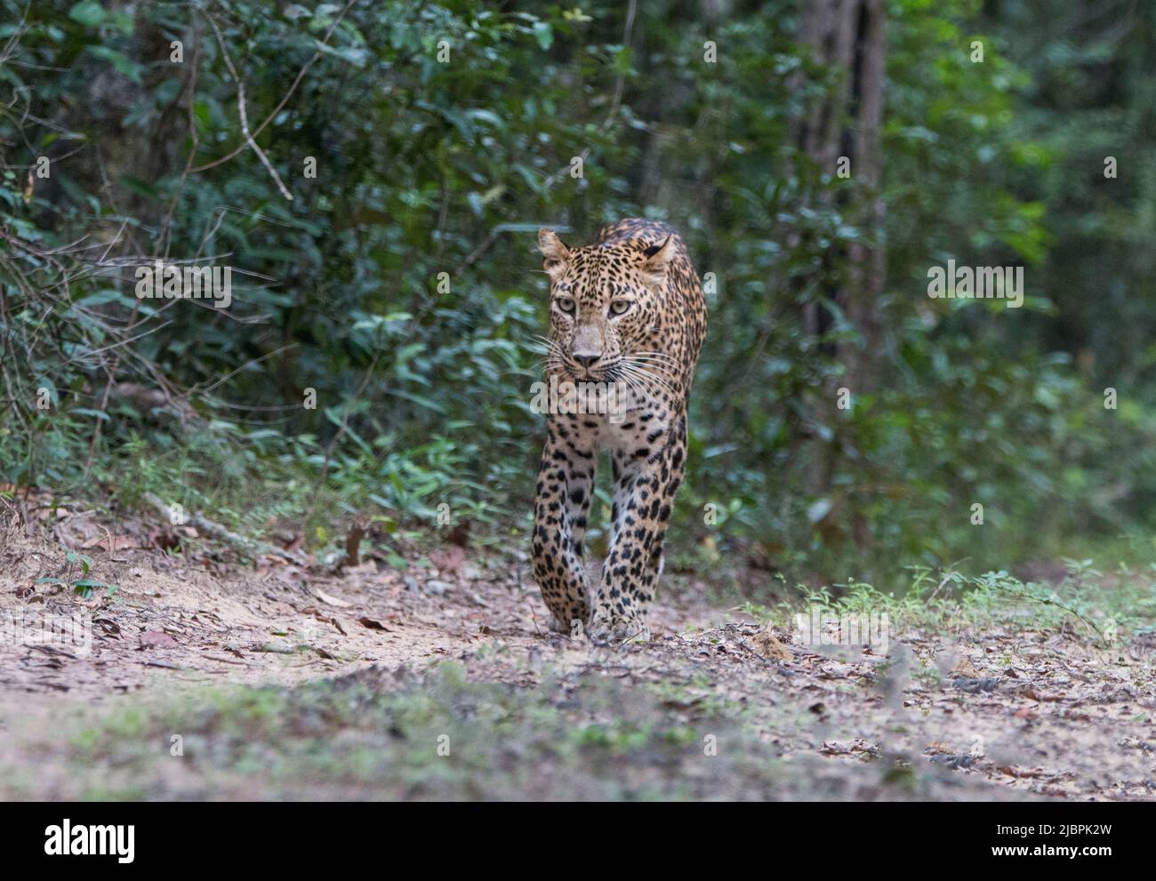 Leopards lovers hi-res stock photography and images - Alamy