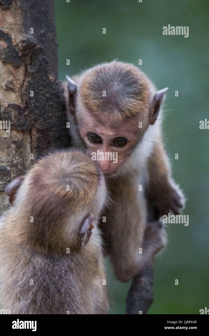 Monkeys in the Wild in Sri Lanka Stock Photo - Alamy