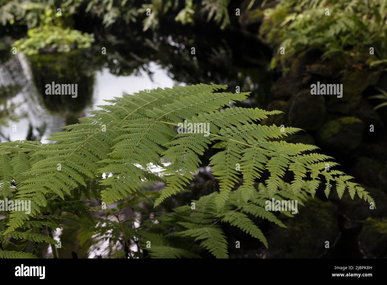 Microlepia hi-res stock photography and images - Alamy