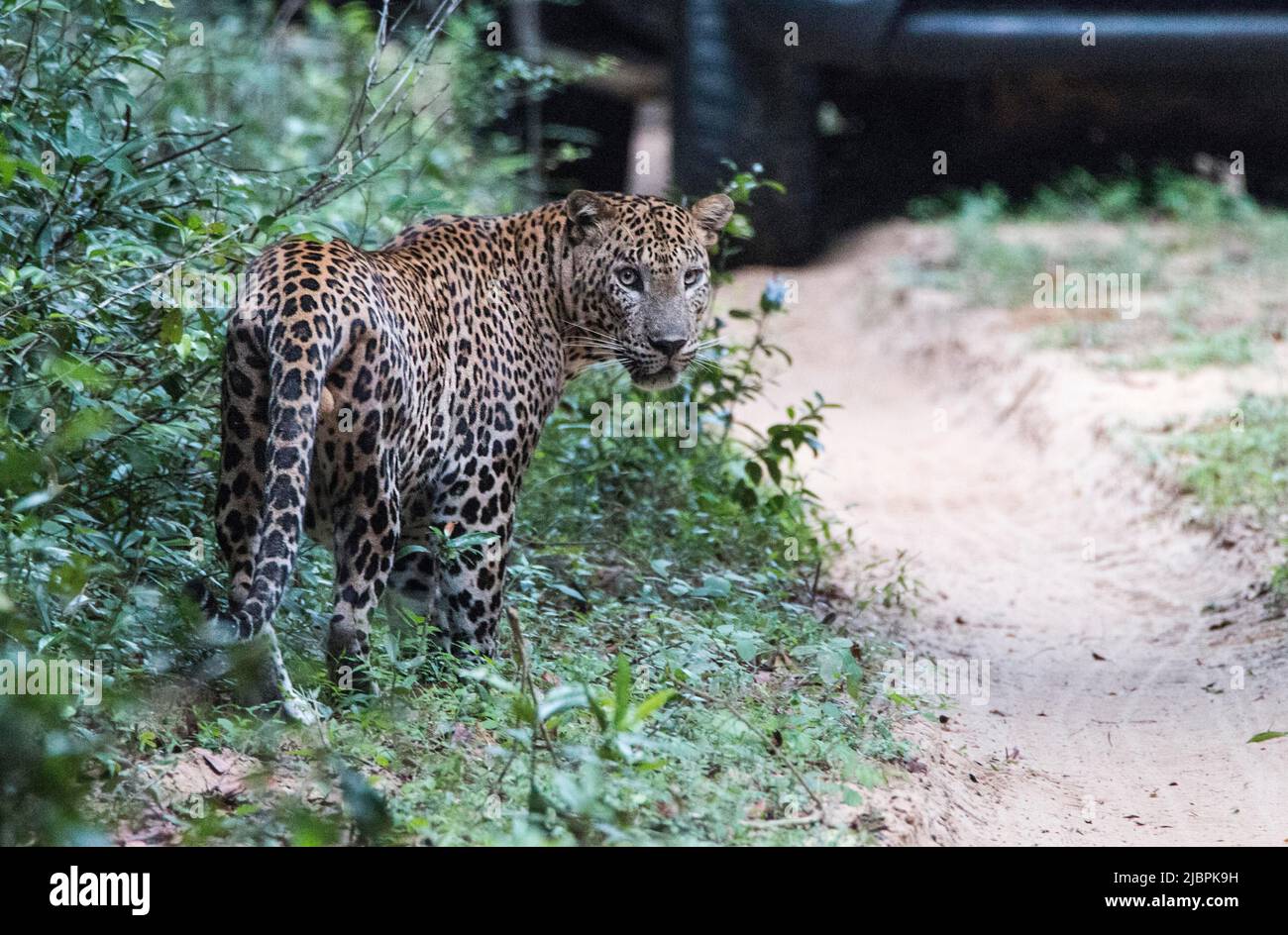 Leopards of Sri Lanka in the wild Stock Photo - Alamy