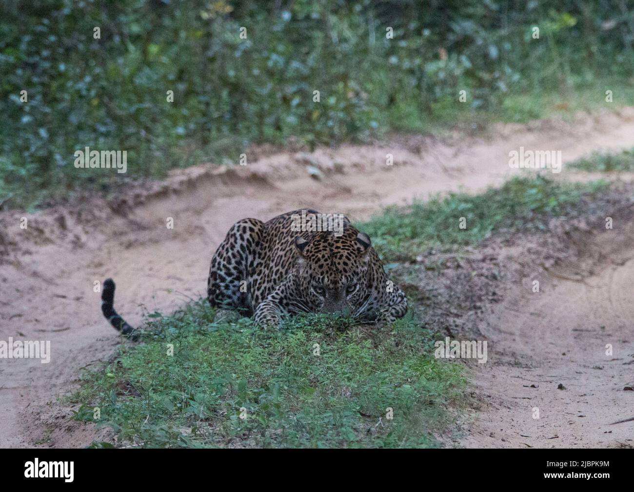 Leopards lovers hi-res stock photography and images - Alamy