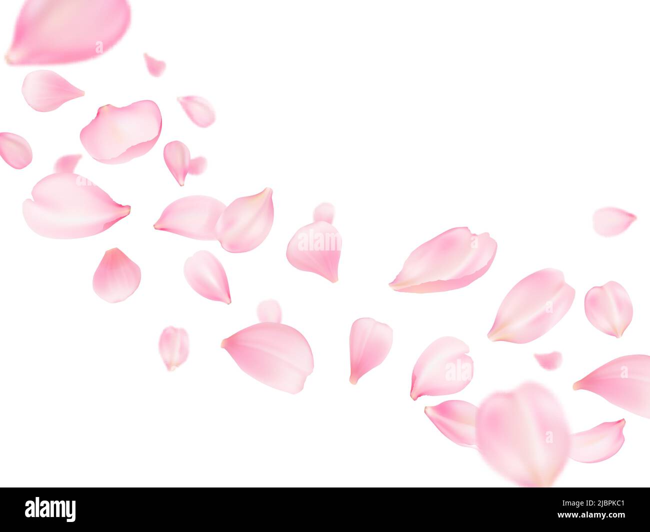 Flying sakura petals background, rose flower or cherry blossom pink petals realistic vector ...