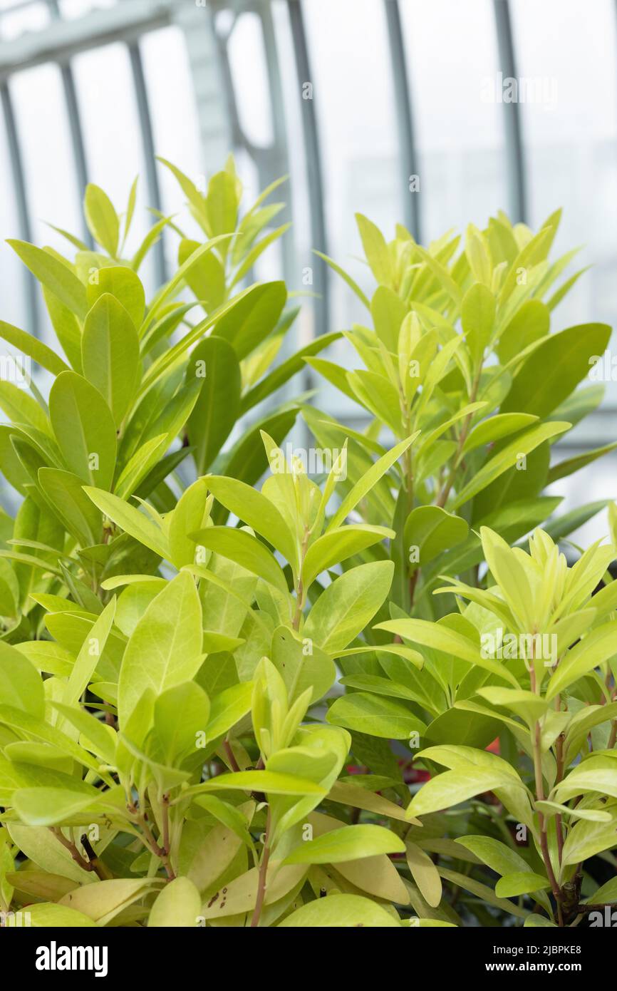 Florida sunshine illicium hi-res stock photography and images - Alamy