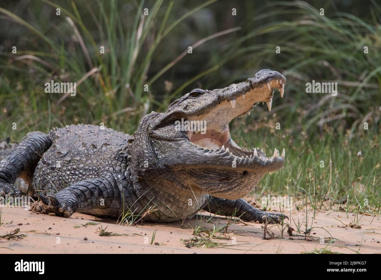 Jungle crocodile safari hi-res stock photography and images - Alamy