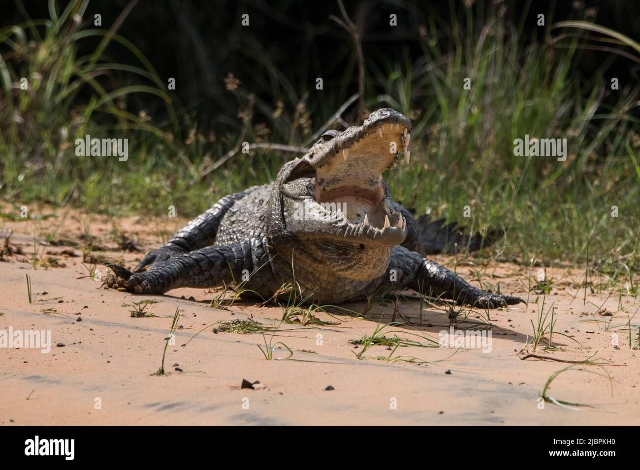 Mugger Crocodile bathing in the sun Stock Photo - Alamy