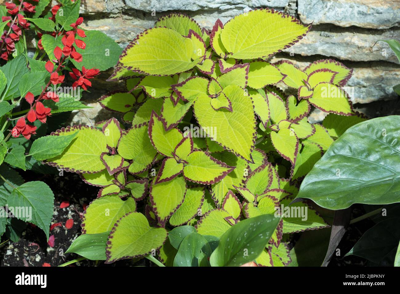 Coleus velvet hi-res stock photography and images - Alamy