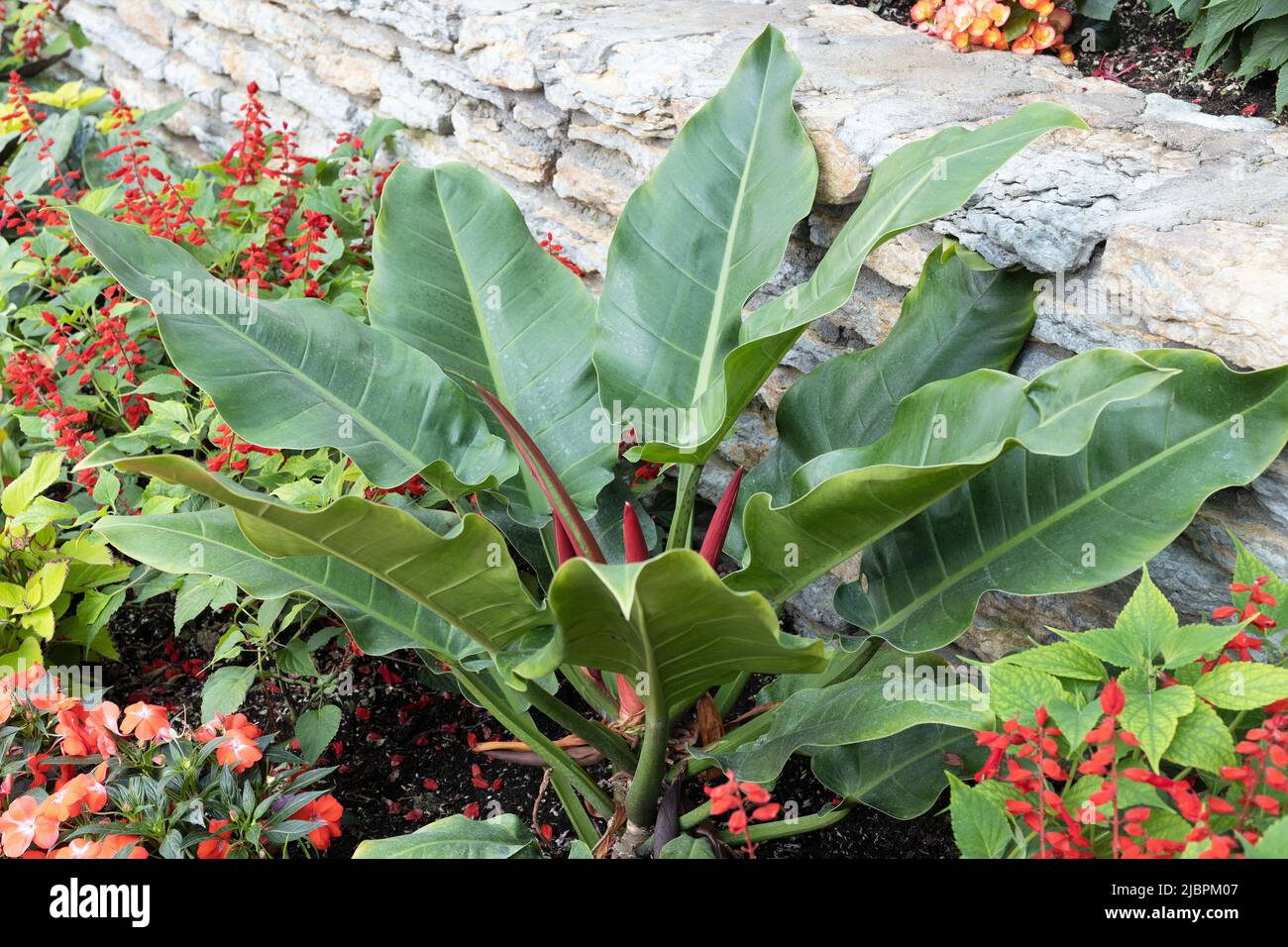 Philodendron 'Little Phil' Stock Photo - Alamy