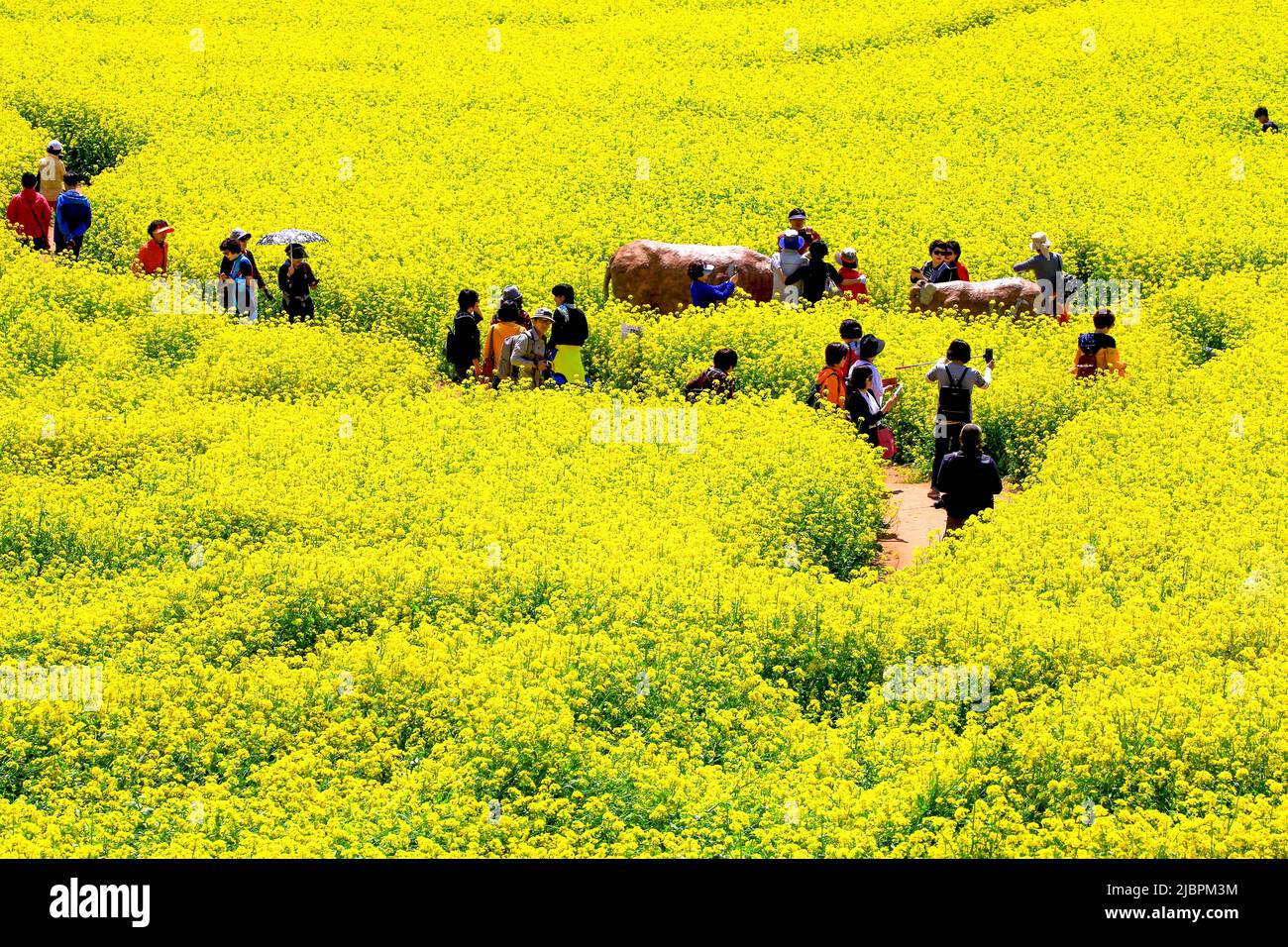 People enjoying themselves in the vast rapeseed flower field where the ...