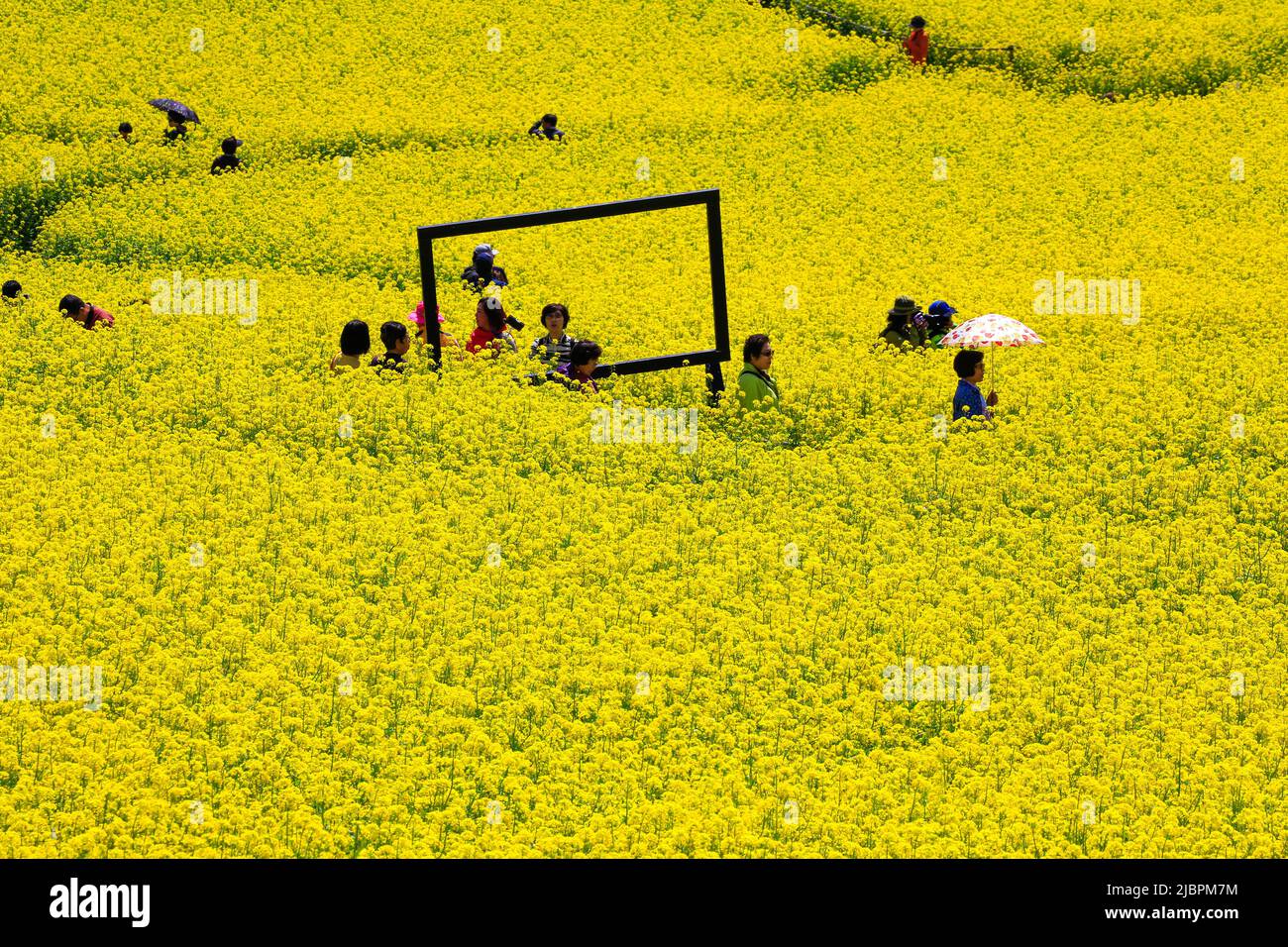 People enjoying themselves in the vast rapeseed flower field where the ...