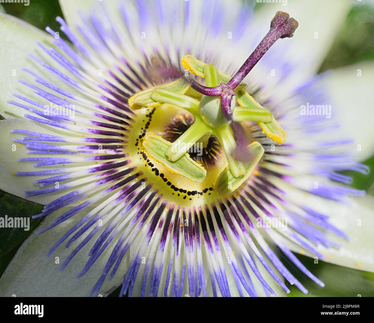 Close up of a Passion Flower (Passiflora edulis f. flavicarpa) in full ...