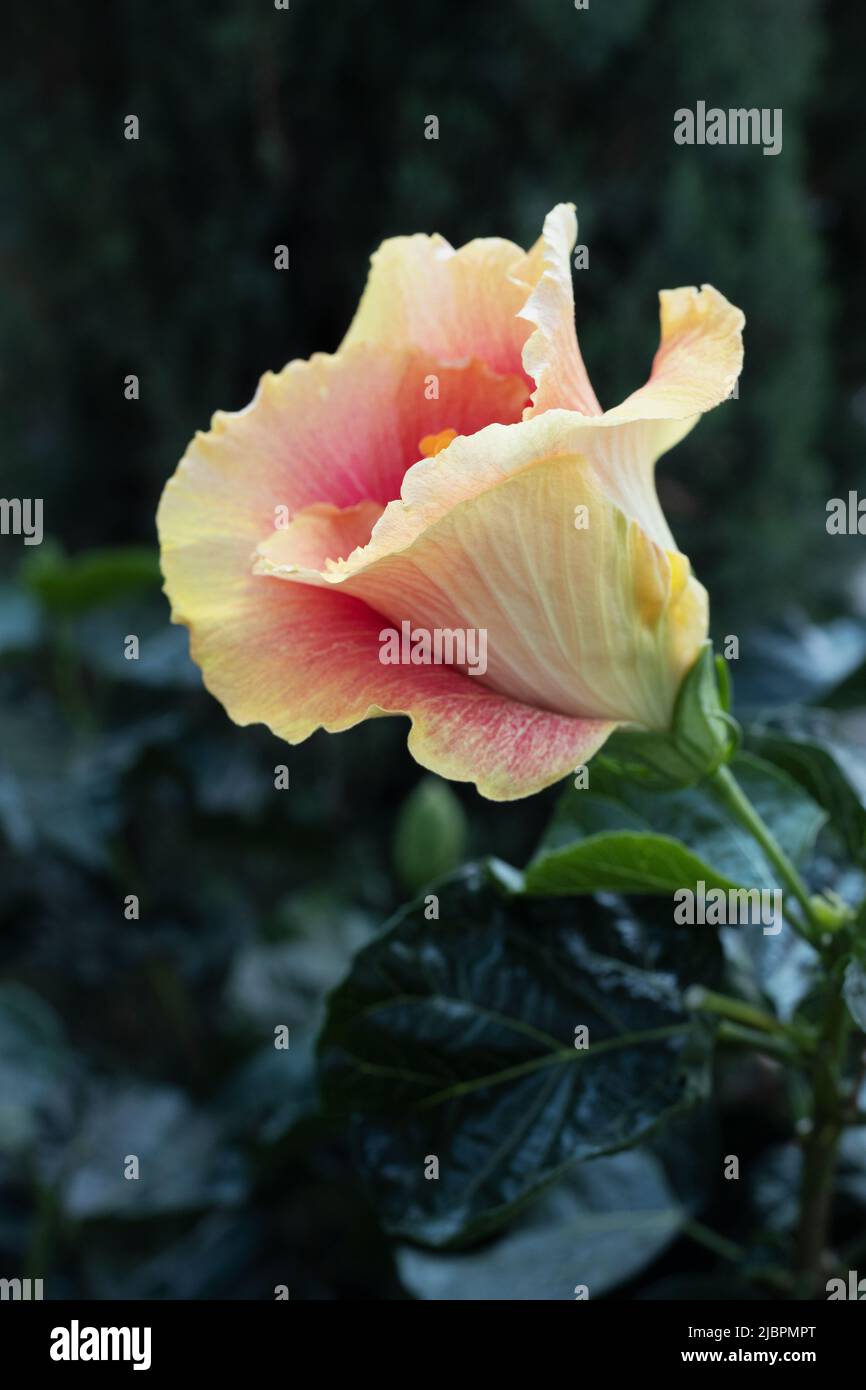 HIbiscus 'bon temps' flower Stock Photo - Alamy
