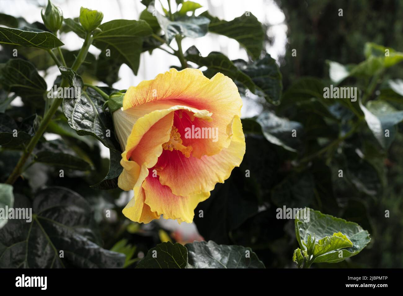 HIbiscus 'bon temps' flower Stock Photo - Alamy