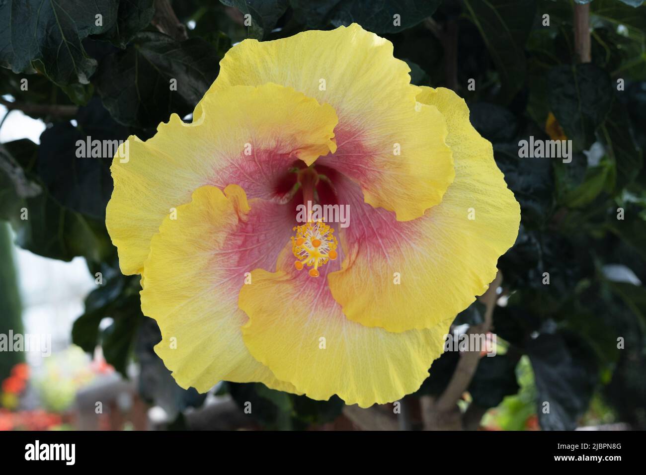 HIbiscus 'bon temps' flower Stock Photo - Alamy