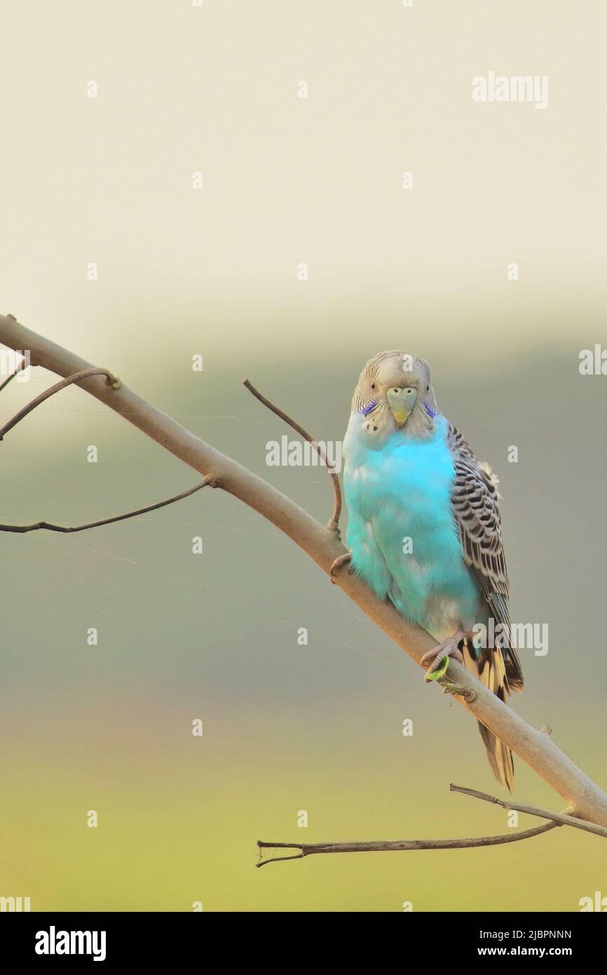 beautiful budgerigar parakeet or budgie perching on a branch in wild ...