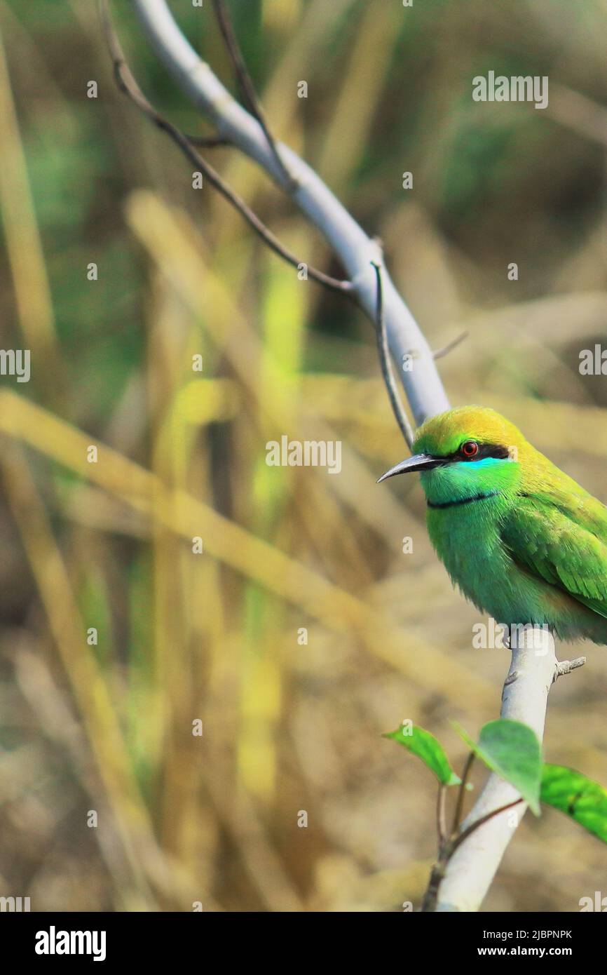 asian green bee eater (merops orientalis) perching on a branch in a ...