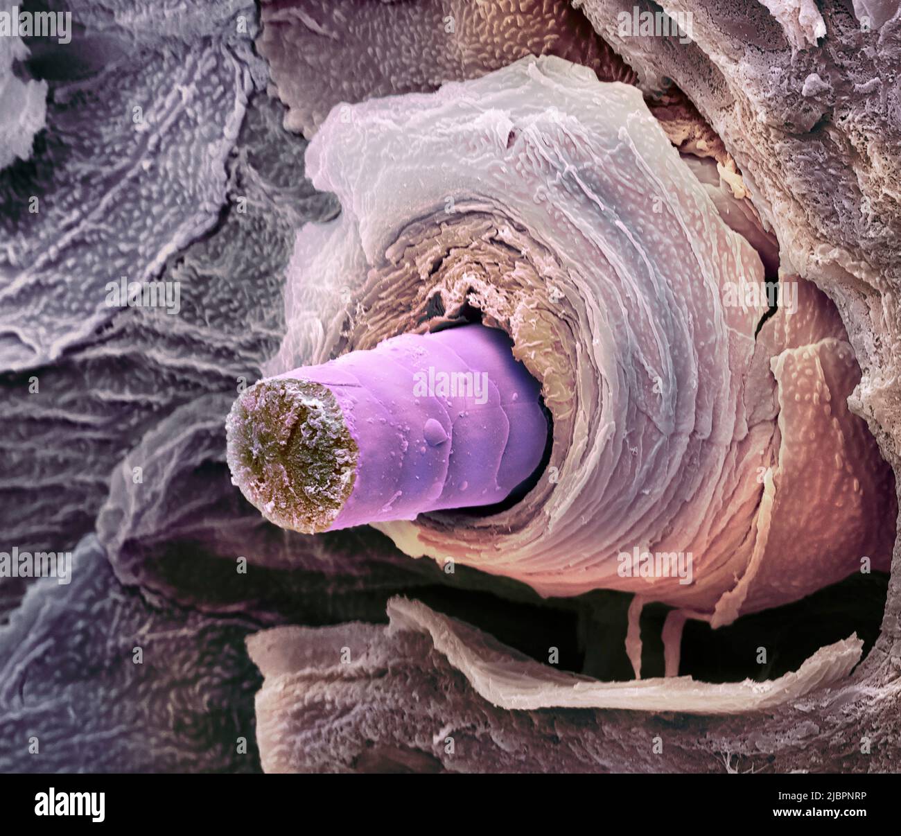 Hair follicle. Coloured scanning electron micrograph (SEM) of a ...
