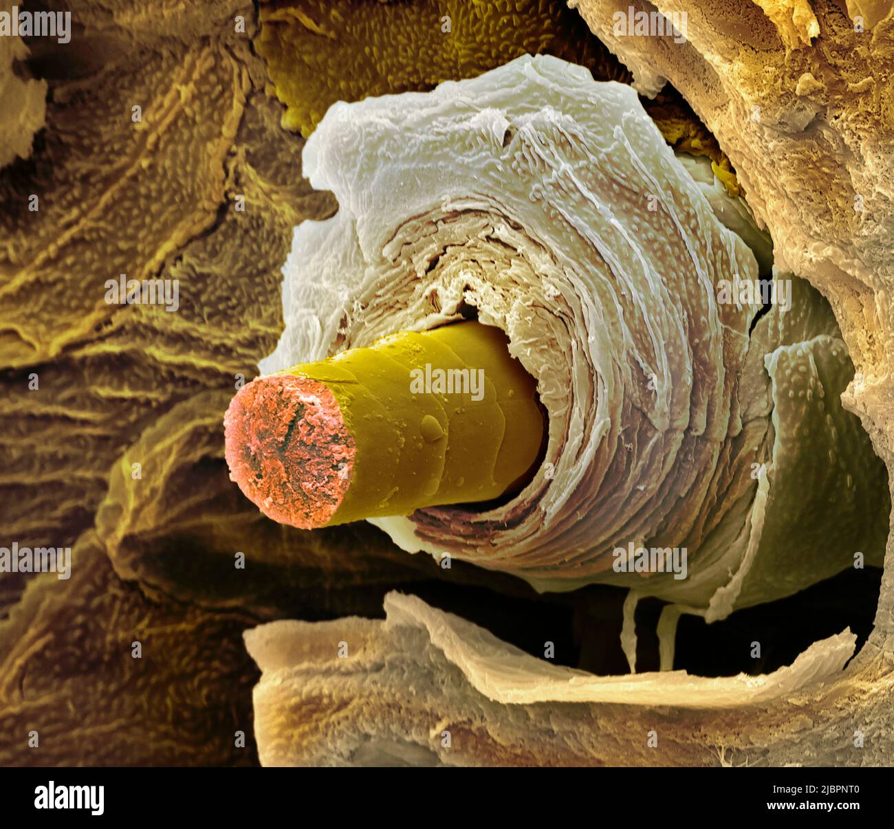 Hair follicle. Coloured scanning electron micrograph (SEM) of a ...