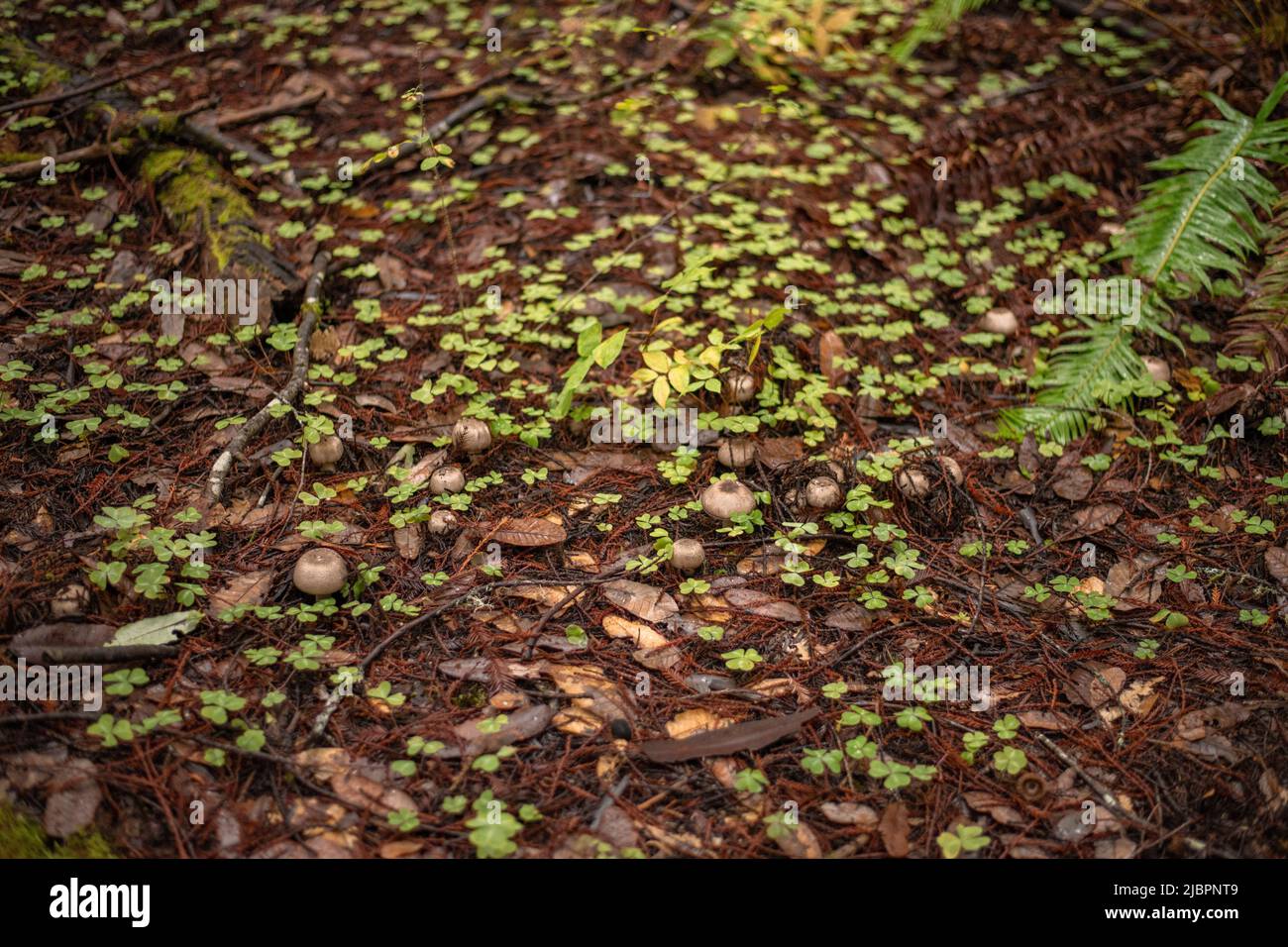 Mushrooms sprouting through duff, the layer of plant matter accumulated ...
